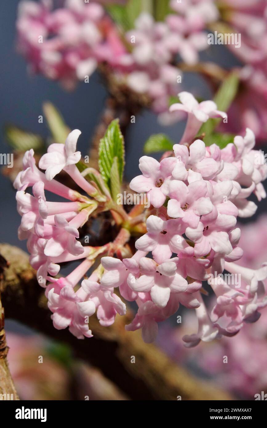 Pink snowball hi-res stock photography and images - Alamy