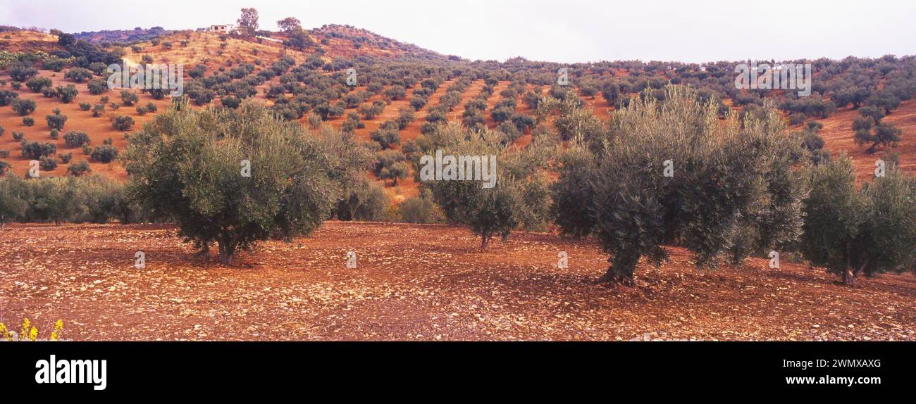 Landscape with Olive Groves in Granada Province, Andalusia, Spain ...