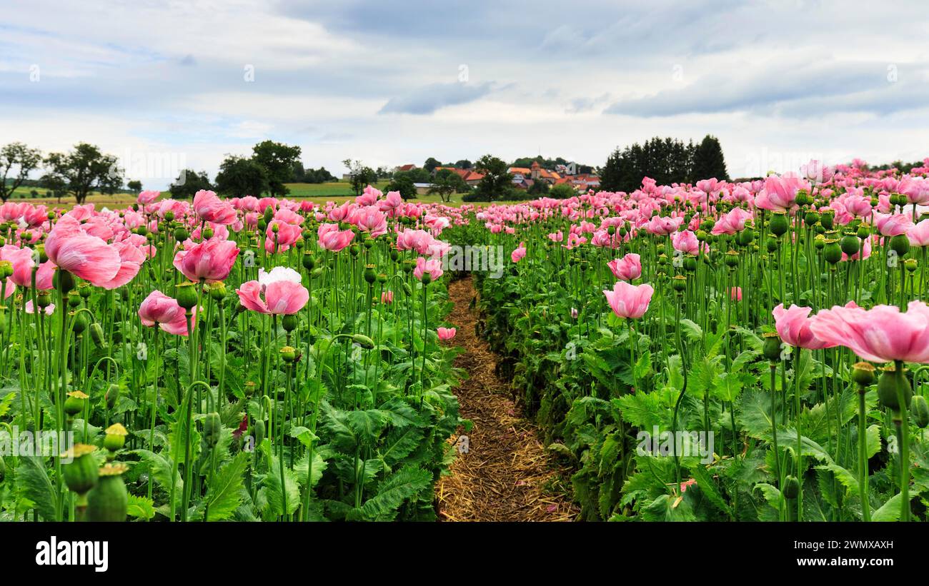 Hiking trail, circular trail in the opium poppy (Papaver somniferum ...