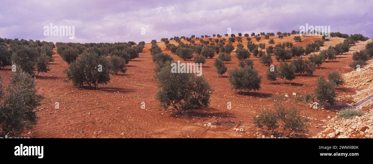 Landscape with Olive Groves in Granada Province, Andalusia, Spain ...