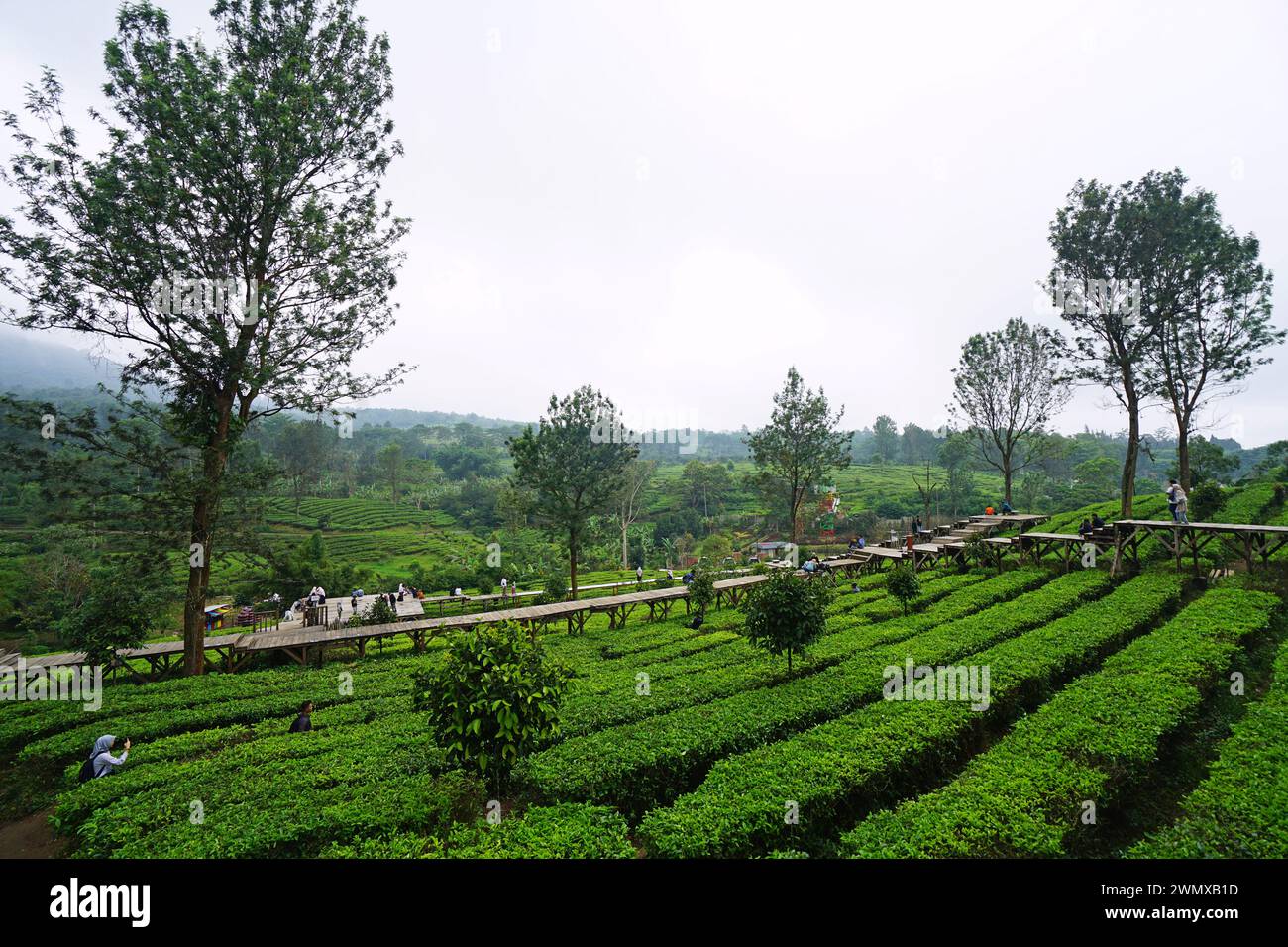 Gunung Mas Tea Plantation Park and Garden, Puncak, Cisarua, Bogor, West ...