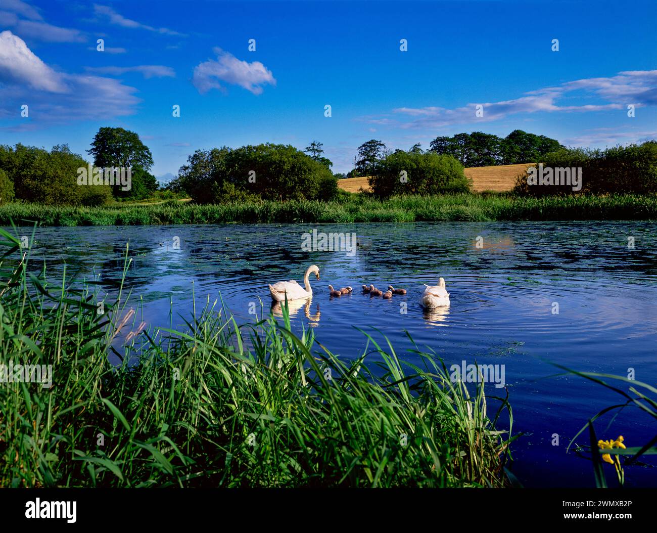A family of Swans on Broad Water, Moira, County Down, Northern Ireland ...