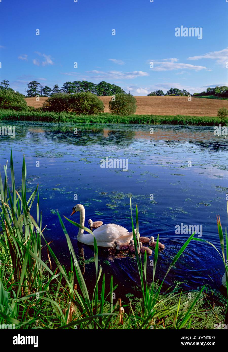 A family of Swans on Broad Water, Moira, County Down, Northern Ireland ...