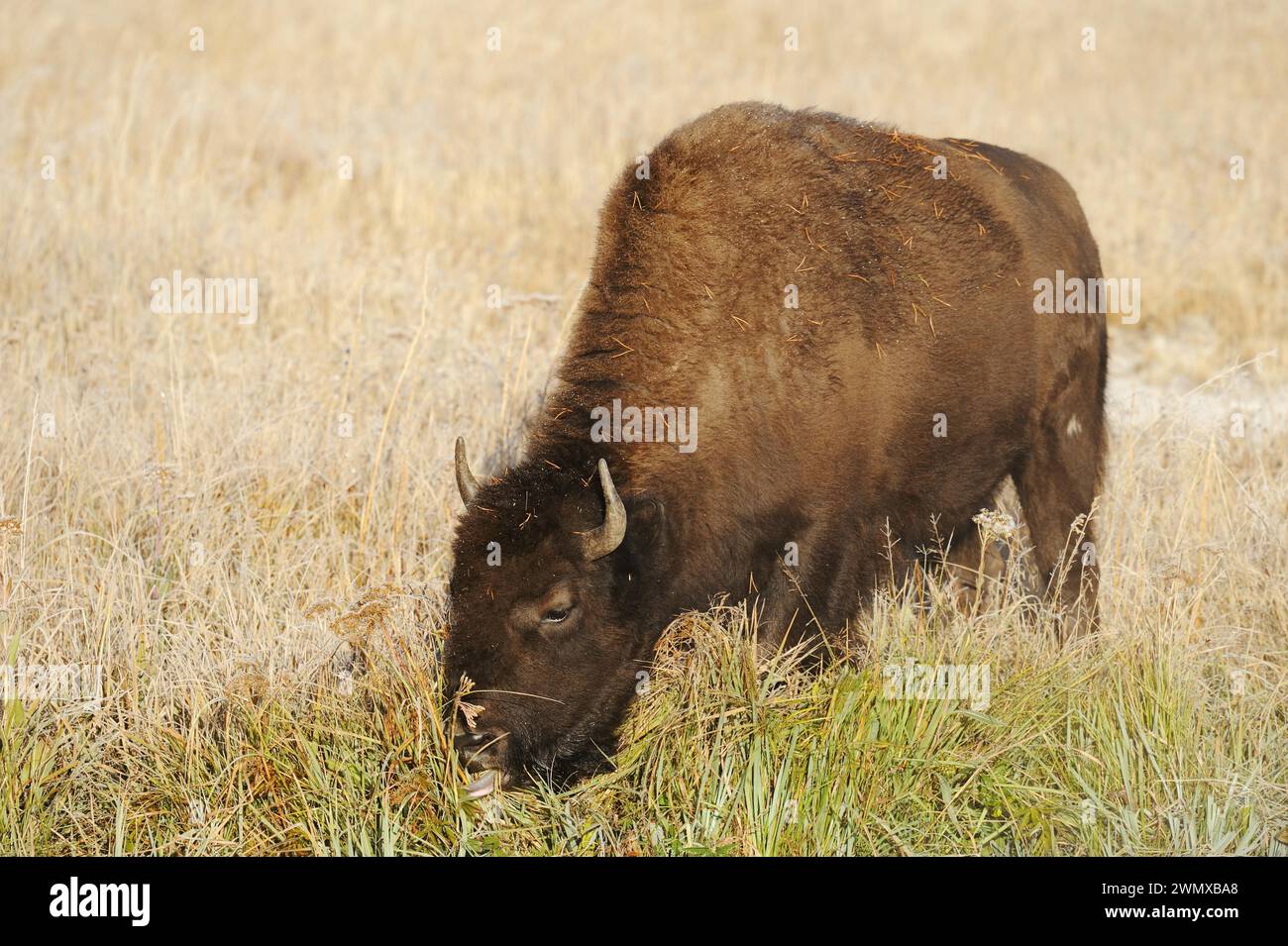 Female bison hi-res stock photography and images - Alamy
