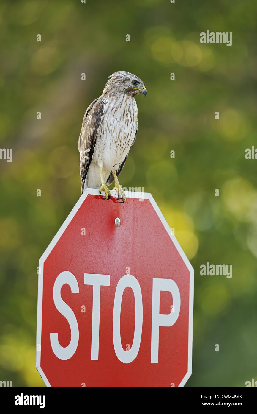 Red-shouldered Hawk (Buteo lineatus), immature, sitting on a stop sign ...