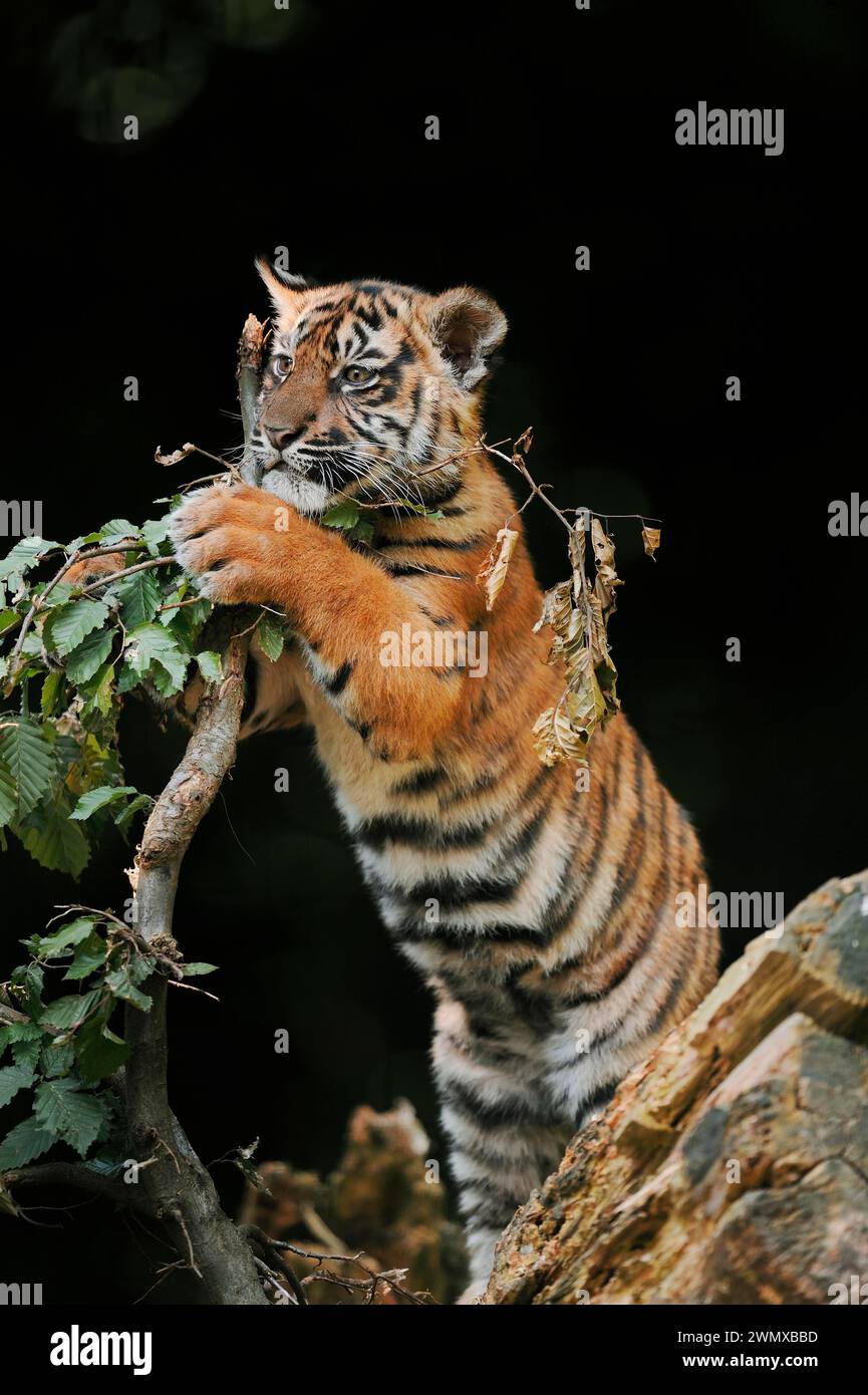 Sumatran tiger (Panthera tigris sumatrae), young, captive, native to ...