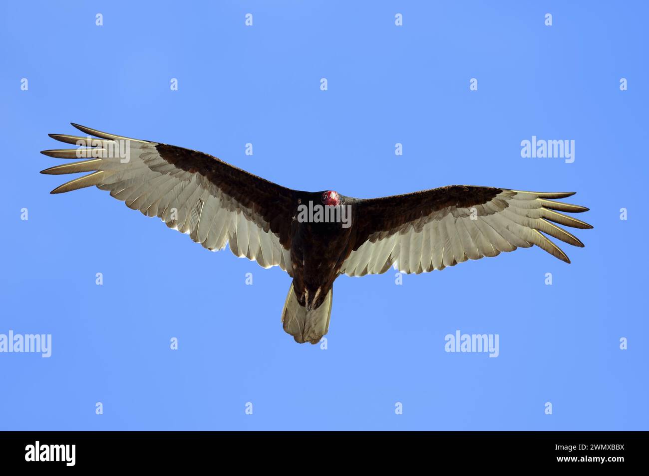 Turkey vulture (Cathartes aura), flying, Everglades National Park ...