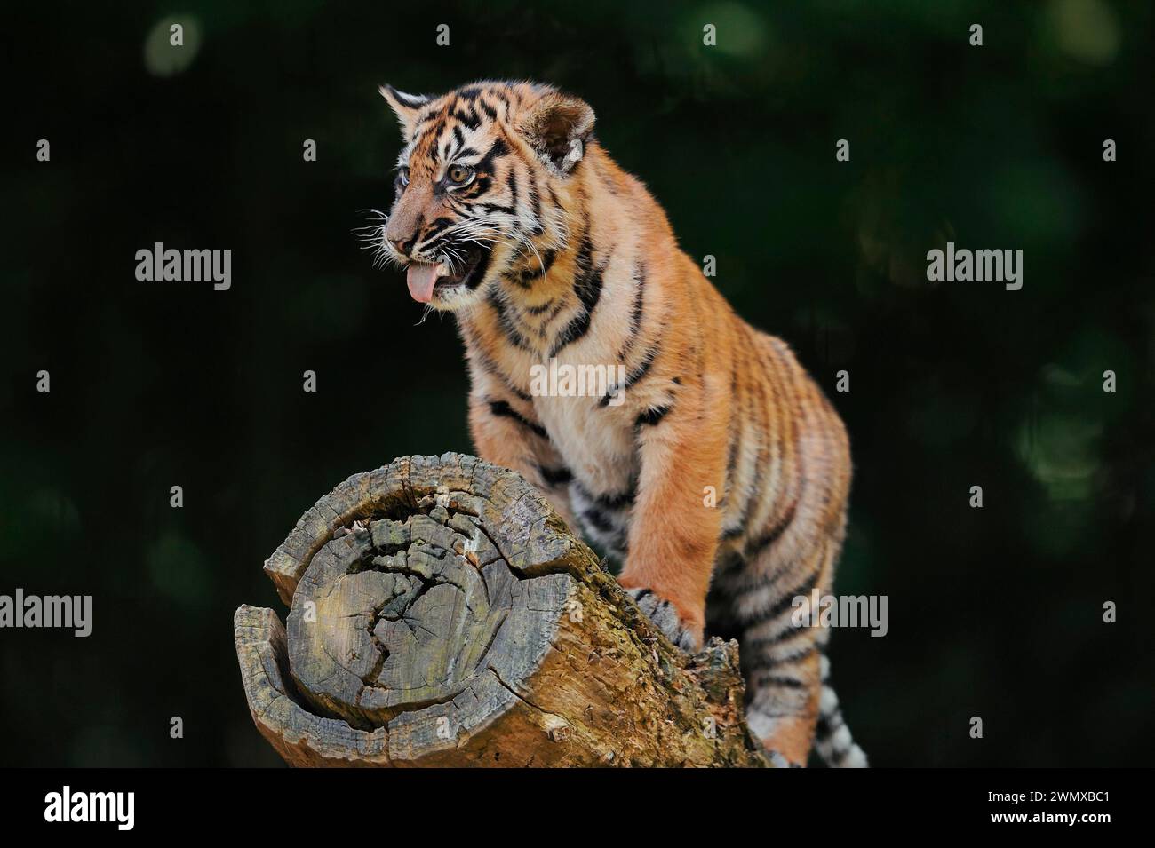 Sumatran tiger (Panthera tigris sumatrae), young, captive, native to ...