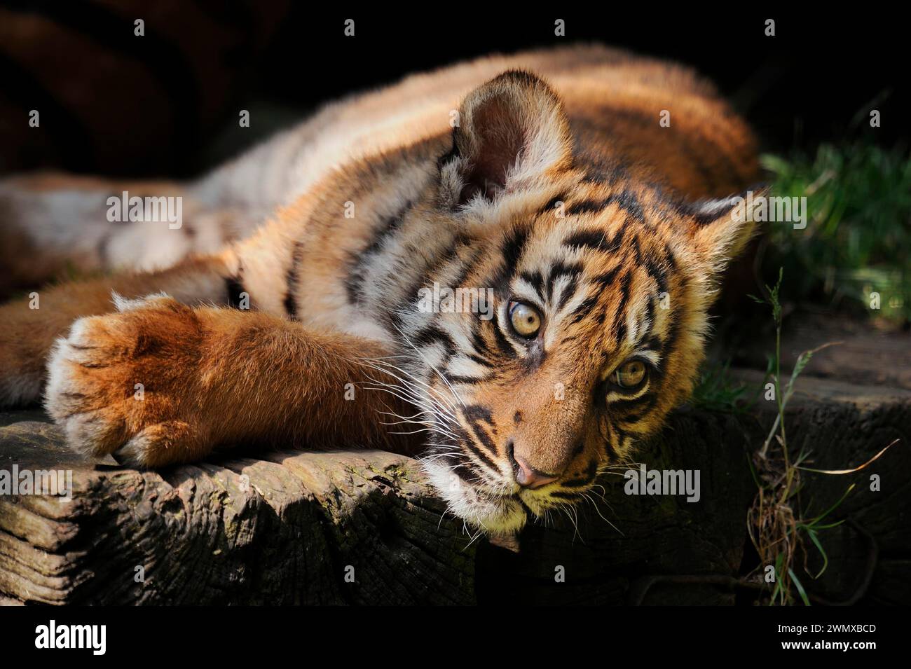 Sumatran tiger (Panthera tigris sumatrae), young, captive, native to ...