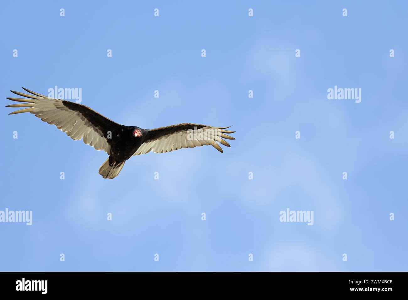 Turkey vulture (Cathartes aura), flying, Everglades National Park ...