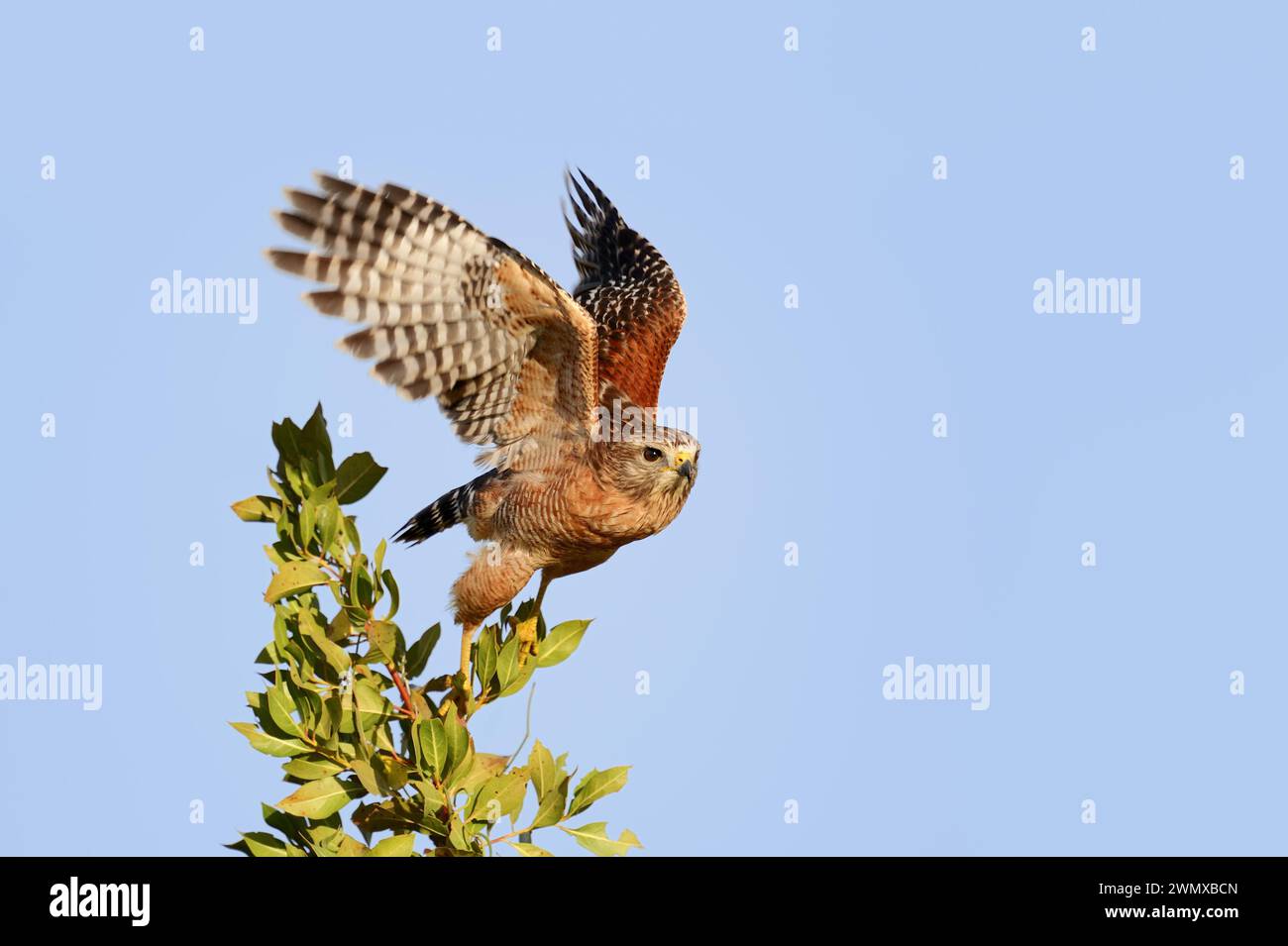 Red-shouldered Hawk (Buteo lineatus) soaring, Everglades National Park ...