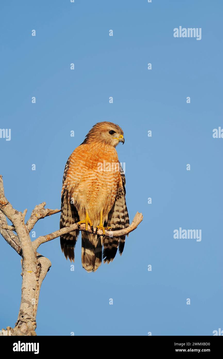 Red-shouldered Hawk (Buteo lineatus), Everglades National Park, Florida ...