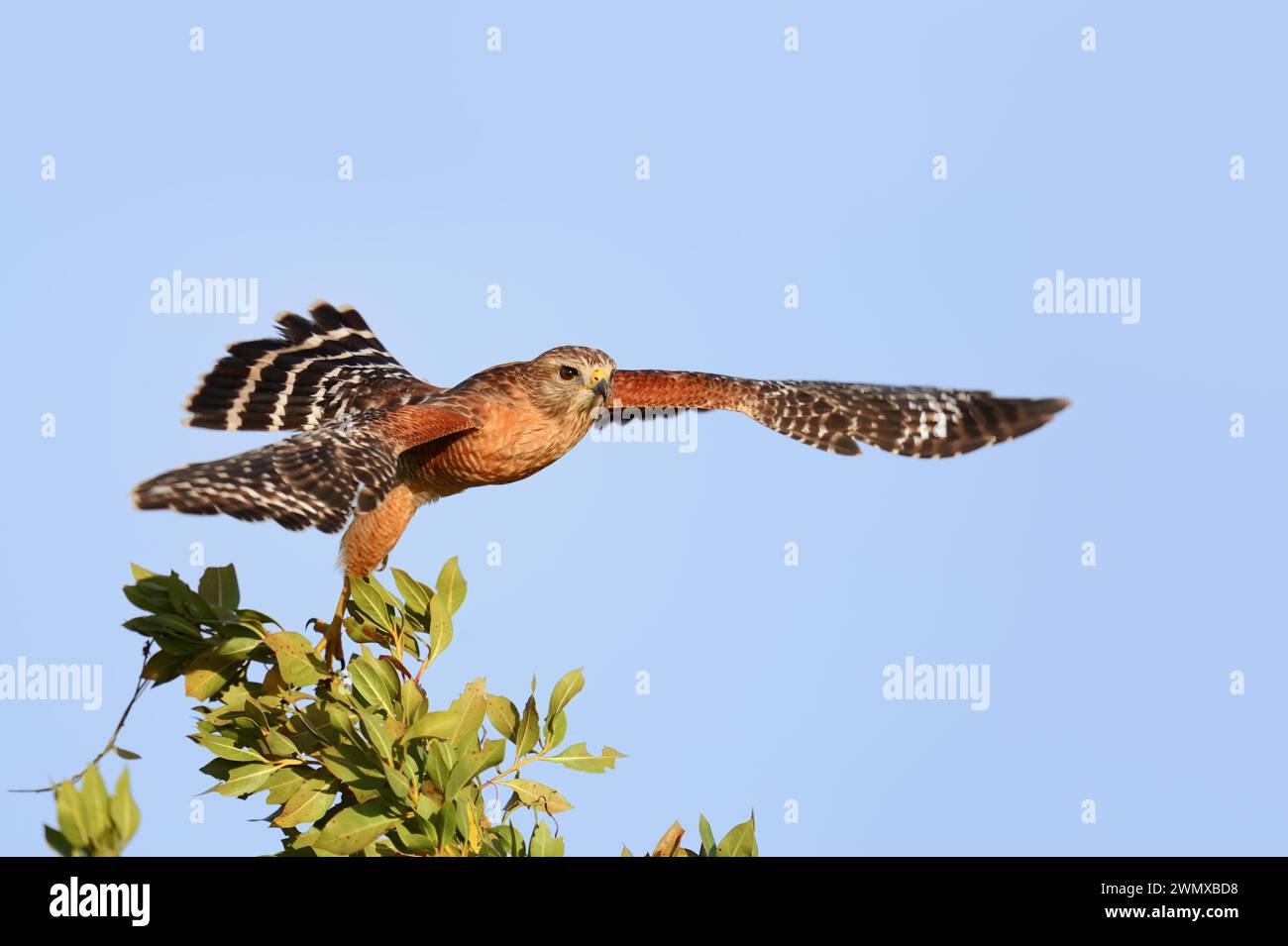 Red-shouldered Hawk (Buteo lineatus) soaring, Everglades National Park ...