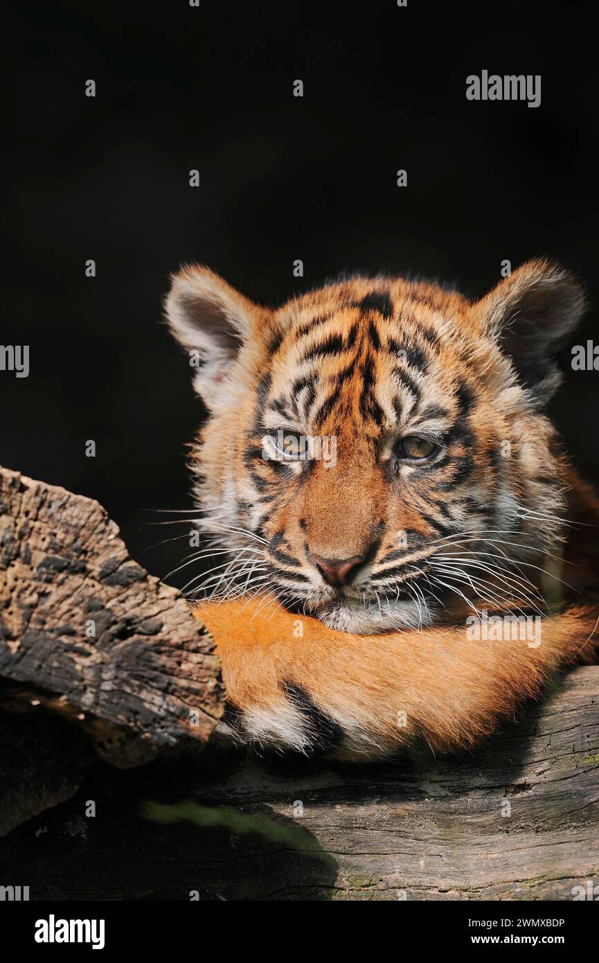 Indonesia indonesian sumatra hi-res stock photography and images - Alamy