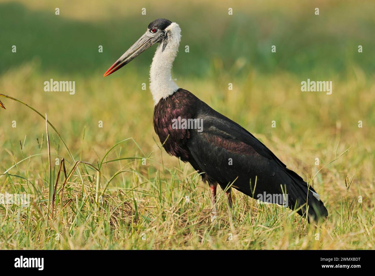 Woolly-necked stork or Asian woolly-necked stork (Ciconia episcopus ...
