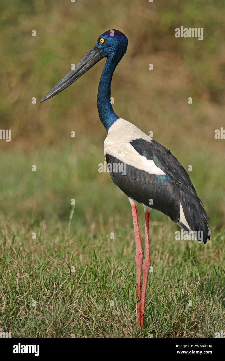 Black-necked stork (Ephippiorhynchus asiaticus), female, Keoladeo Ghana ...