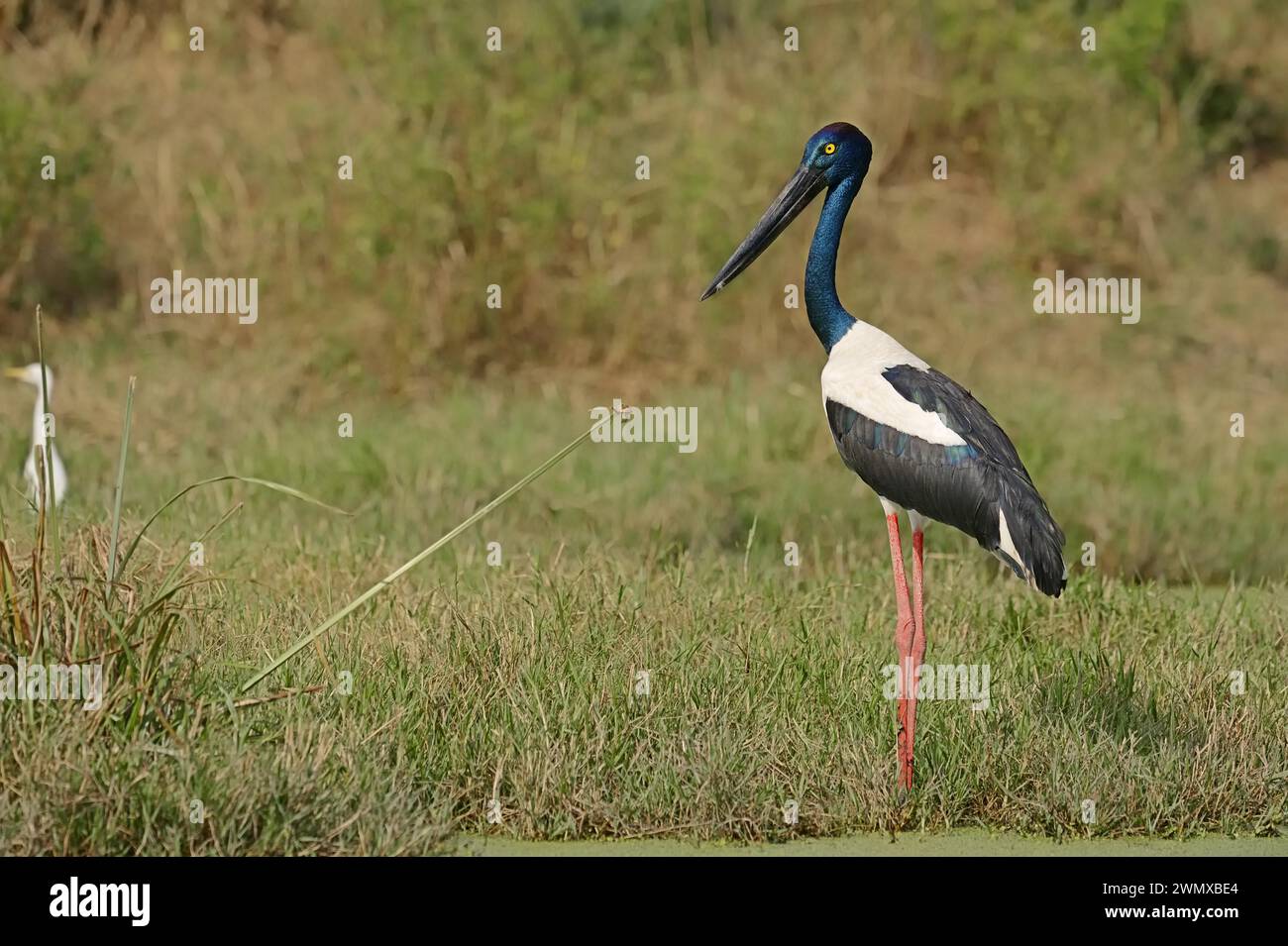 Black-necked stork (Ephippiorhynchus asiaticus), female, Keoladeo Ghana ...