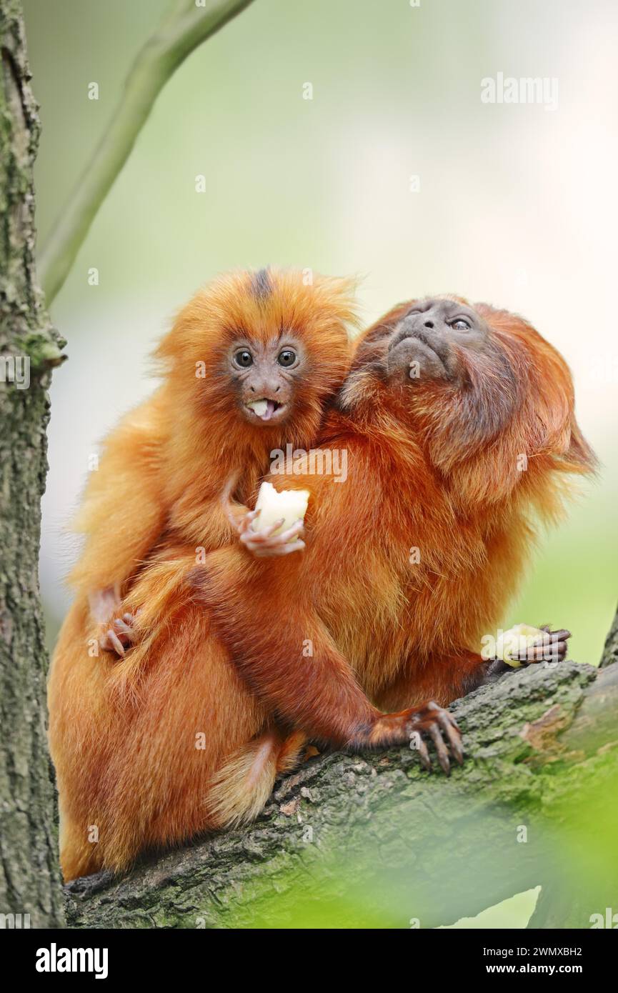 Golden lion tamarin female hi-res stock photography and images - Alamy