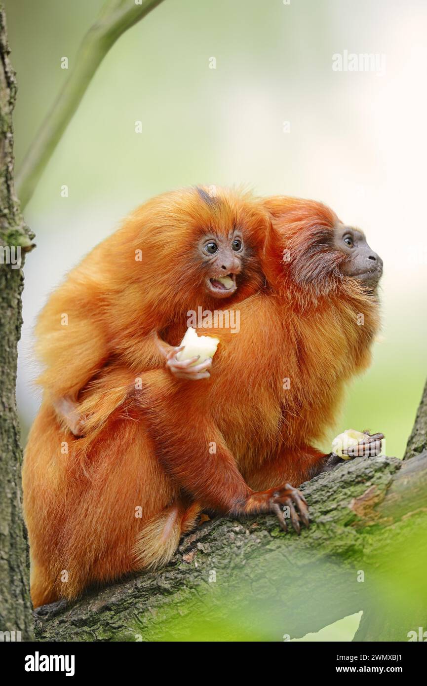 Golden lion tamarin female hi-res stock photography and images - Alamy