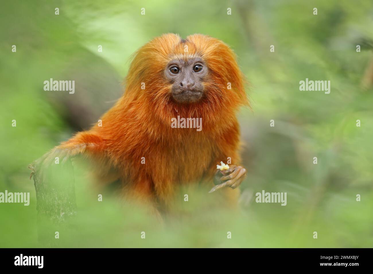 Golden lion tamarin brazil hi-res stock photography and images - Alamy