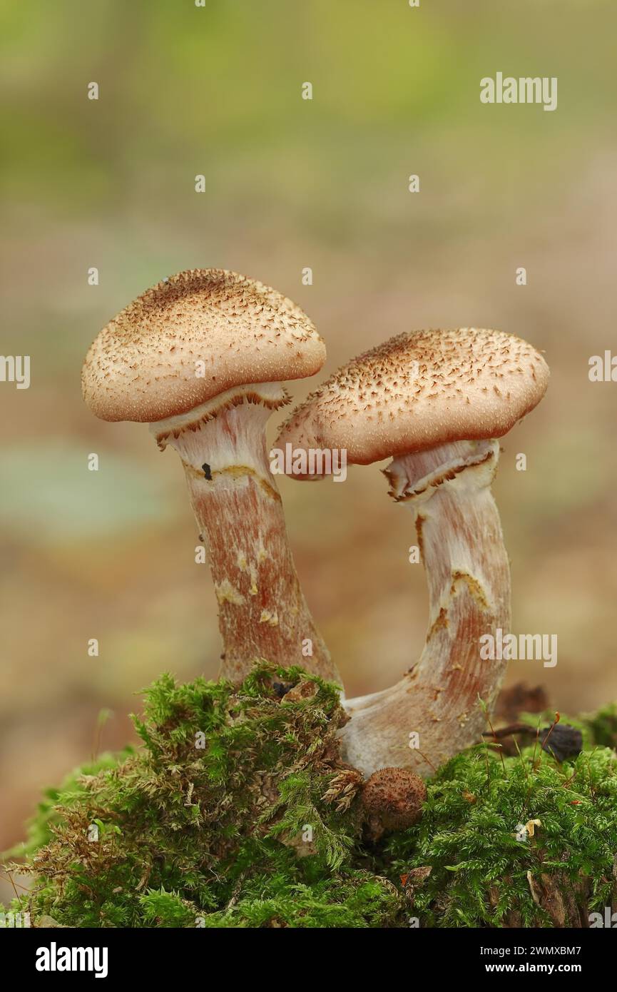 Common hallimash or common hallimash (Armillaria ostoyae), North Rhine ...