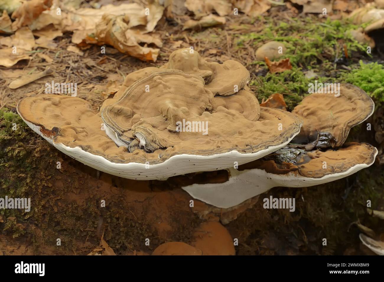 Flat lacquer mushroom or painter's mushroom (Ganoderma applanatum ...
