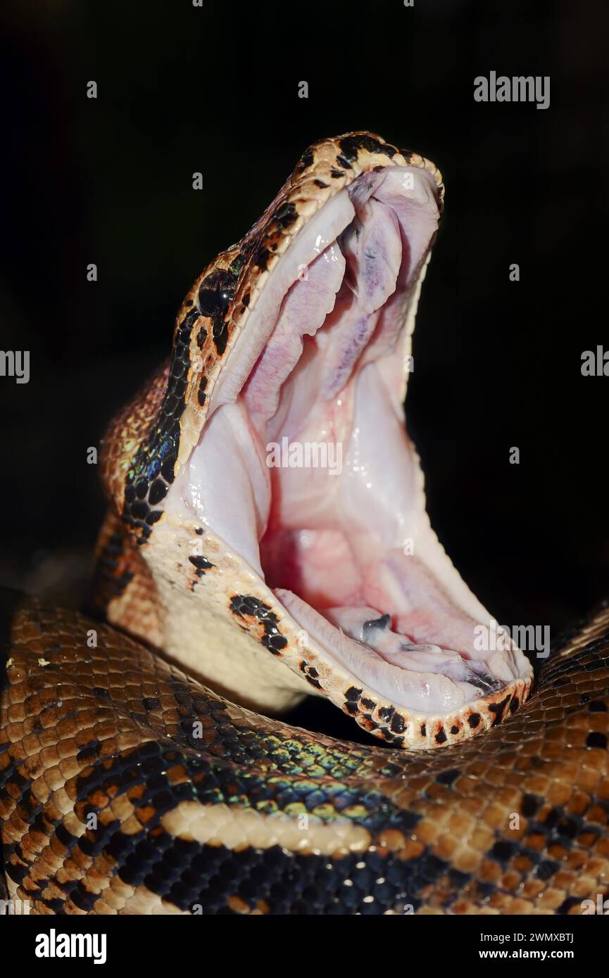 Emperor boa (Boa constrictor imperator) with open mouth, captive ...