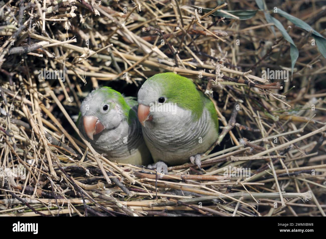 Monk parakeet (Myiopsitta monachus) with young bird in nest, captive ...