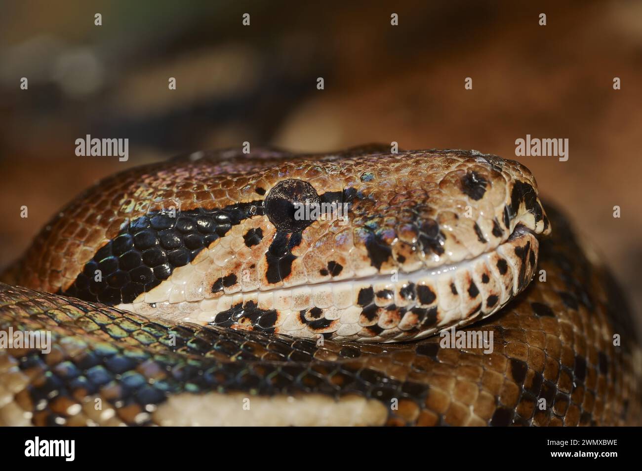 Common northern boa (Boa constrictor imperator), captive, occurring in ...