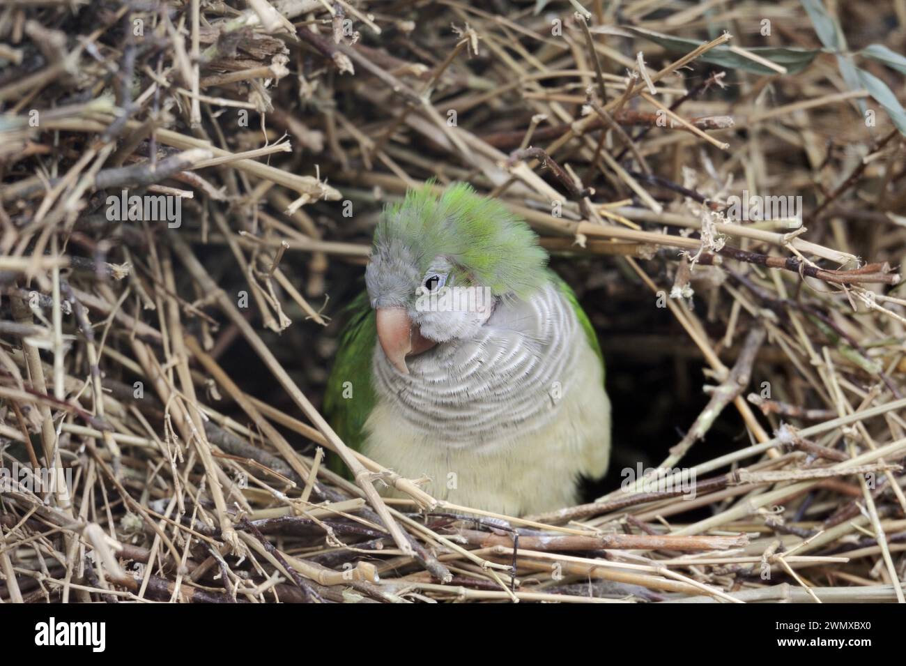 Monk parakeet (Myiopsitta monachus) in nest, captive, occurrence in ...