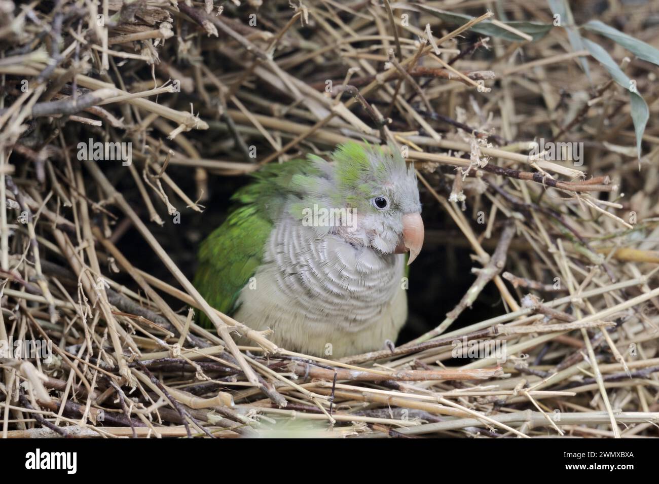 Monk parakeet (Myiopsitta monachus) in nest, captive, occurrence in ...