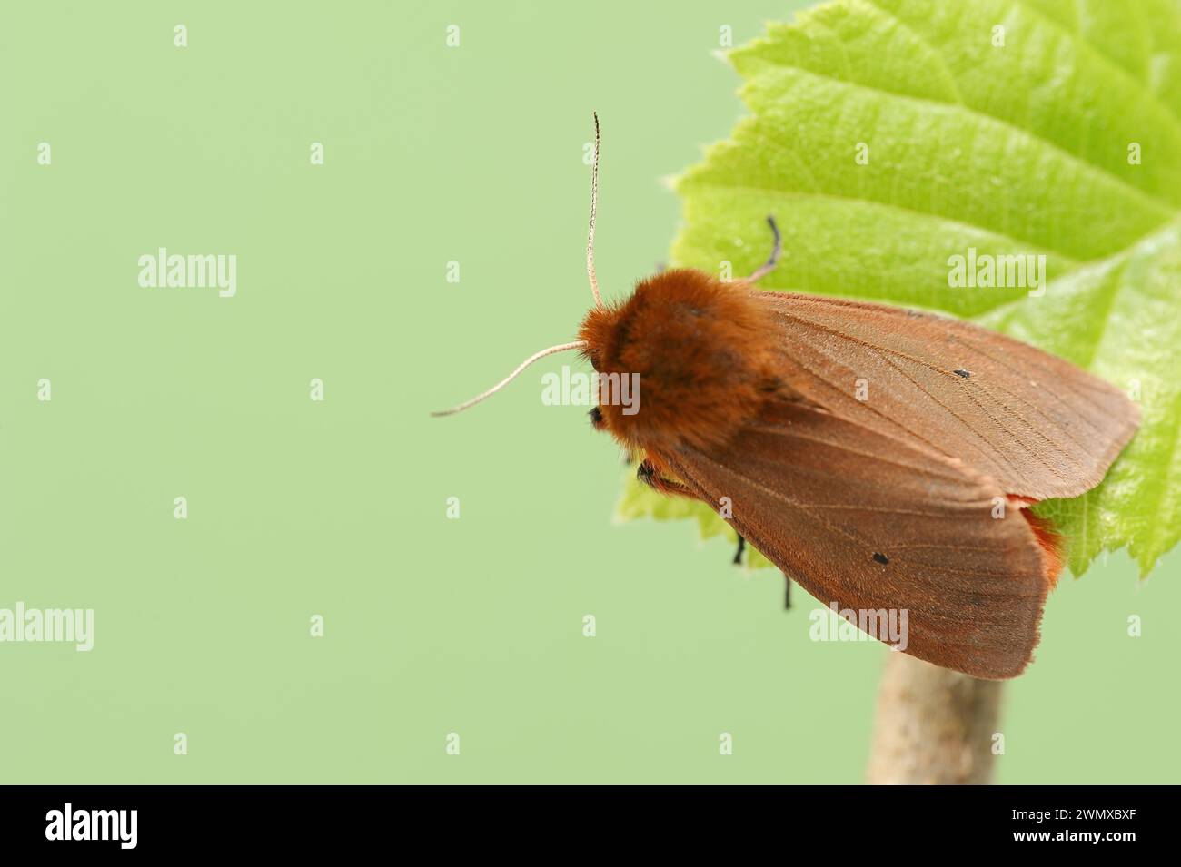Cinnamon bear or ruby tiger (Phragmatobia fuliginosa), North Rhine ...
