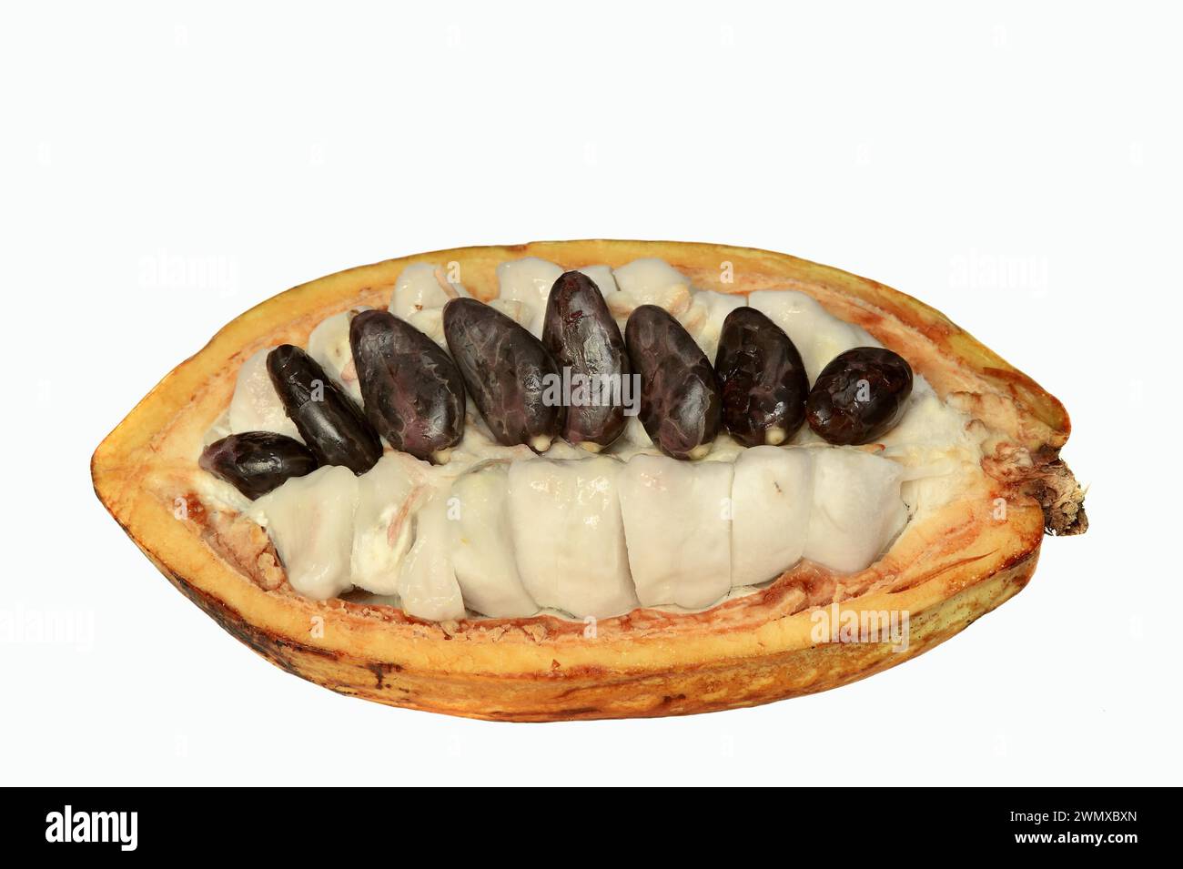 Cocoa tree (Theobroma cacao), halved cocoa fruit with pulp and cocoa ...