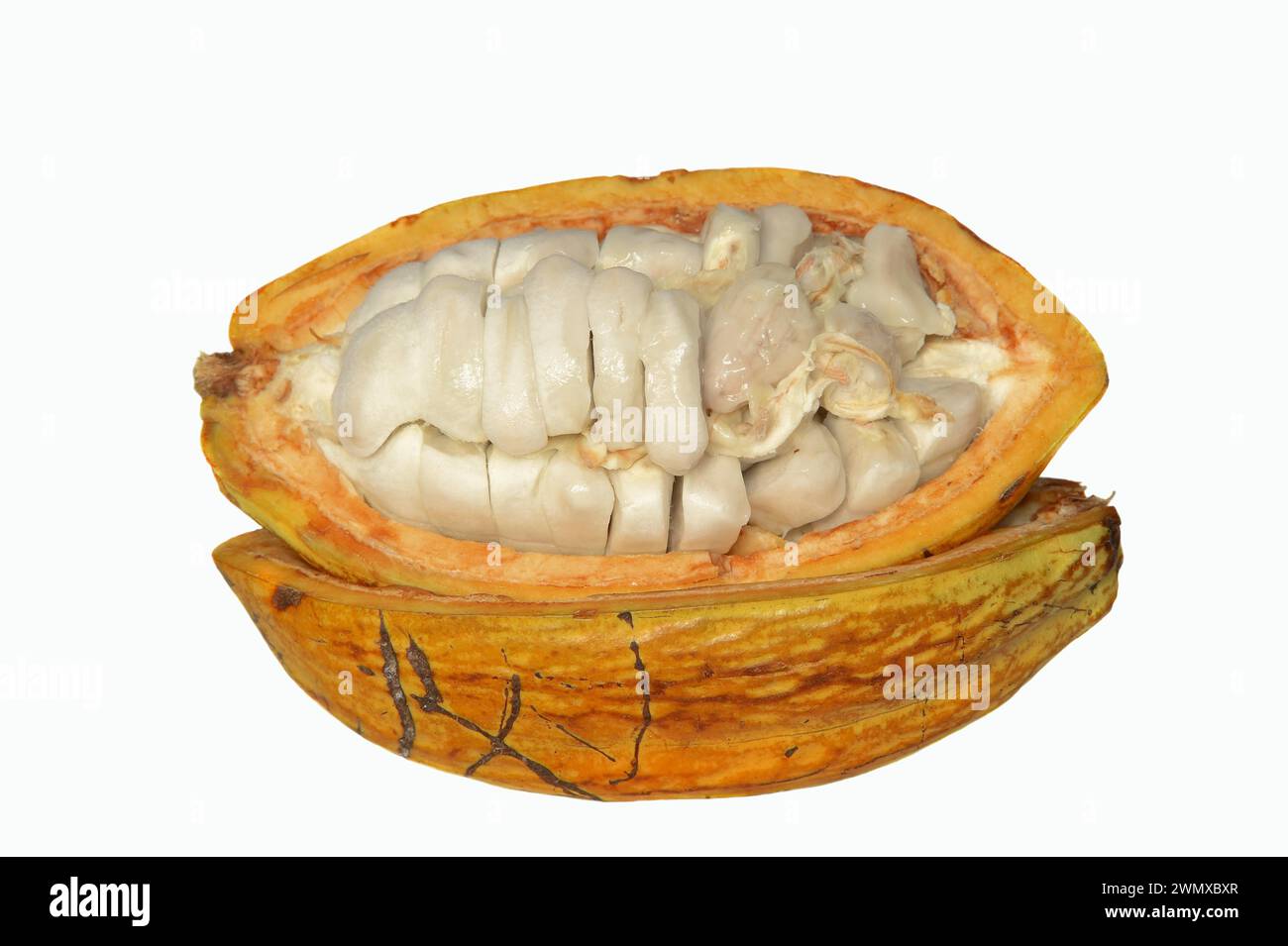 Cocoa tree (Theobroma cacao), halved cocoa fruit with pulp Stock Photo ...