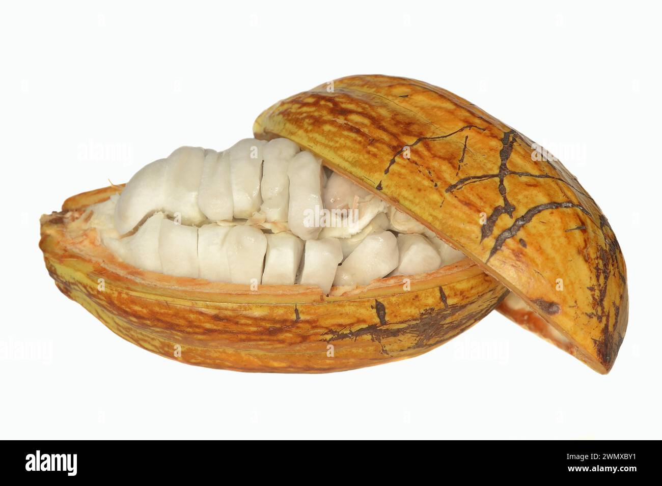 Cocoa tree (Theobroma cacao), halved cocoa fruit with pulp Stock Photo ...
