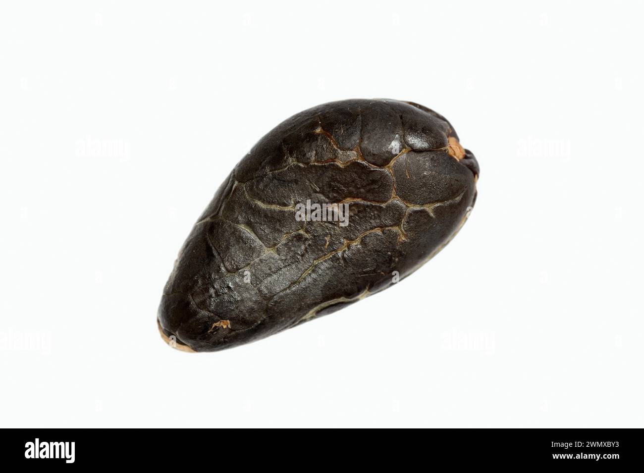 Theobroma cacao tree Cut Out Stock Images & Pictures - Alamy