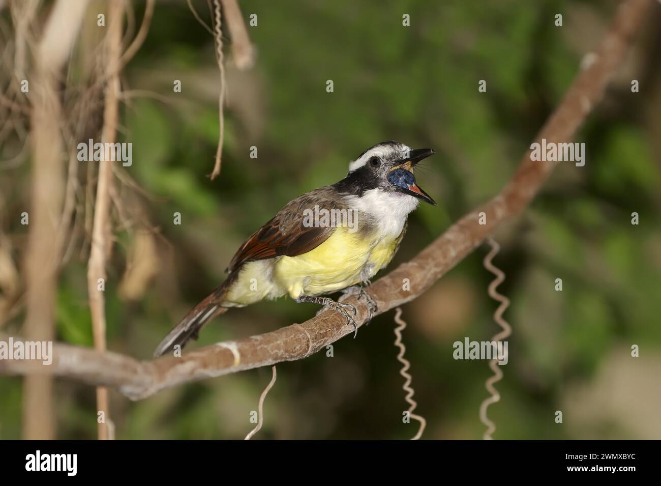Great kiskadee (Pitangus sulphuratus), feeding, captive, occurring in ...