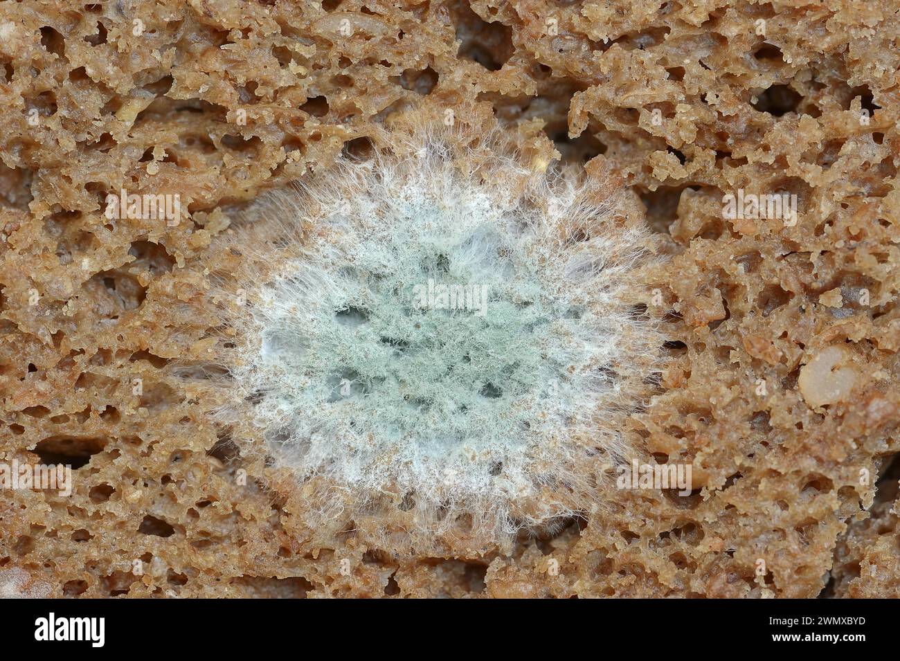 Mould on a slice of bread, wholemeal bread, mould, mould fungi Stock ...