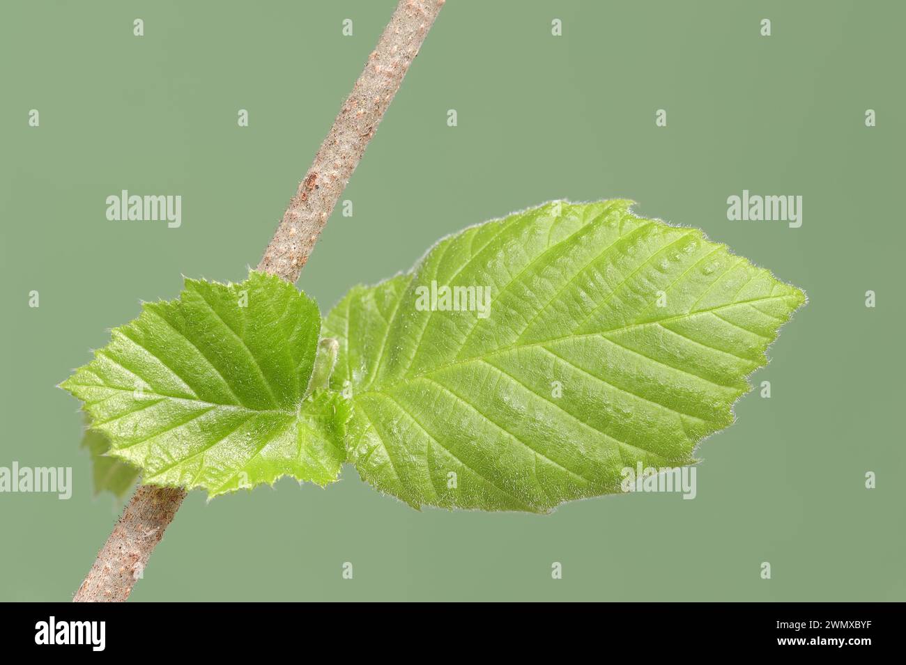 Common hazel or common hazel (Corylus avellana), leaves, North Rhine ...