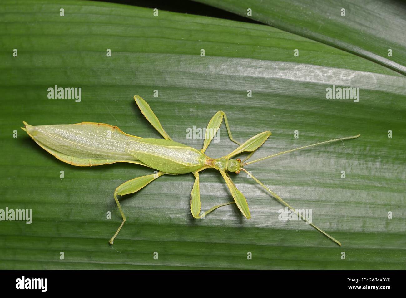 Changing leaf (Phyllium philippinicum), male, captive, occurrence in ...