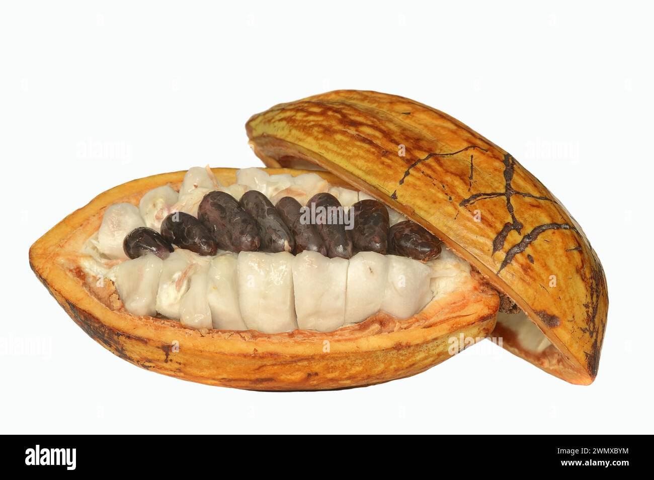 Cocoa tree (Theobroma cacao), halved cocoa fruit with pulp and cocoa ...