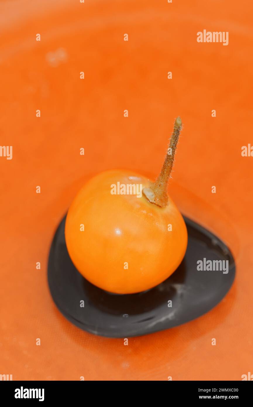 Cape gooseberry or Andean berry (Physalis peruviana), ripe fruit Stock ...