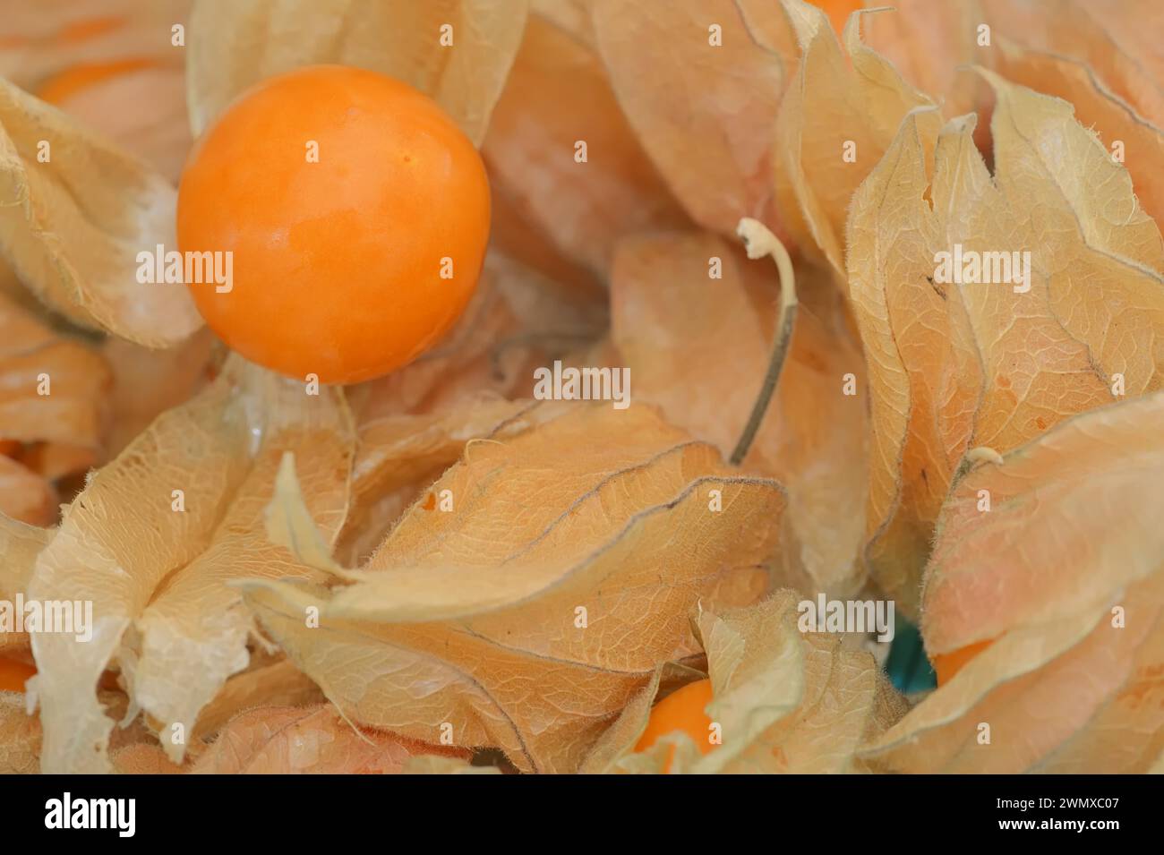 Andean fruit hi-res stock photography and images - Alamy