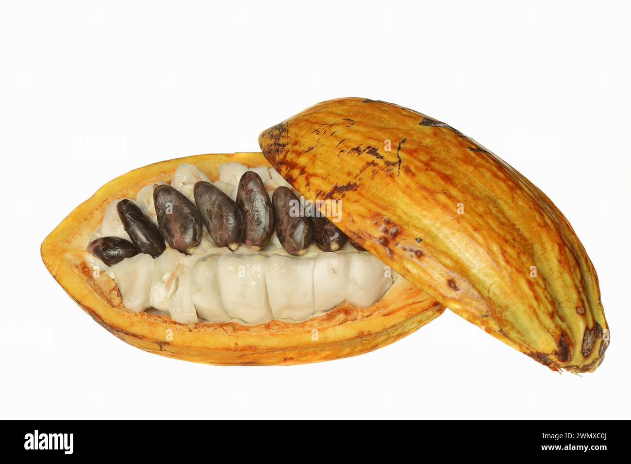 Cocoa tree (Theobroma cacao), halved cocoa fruit with pulp and cocoa ...