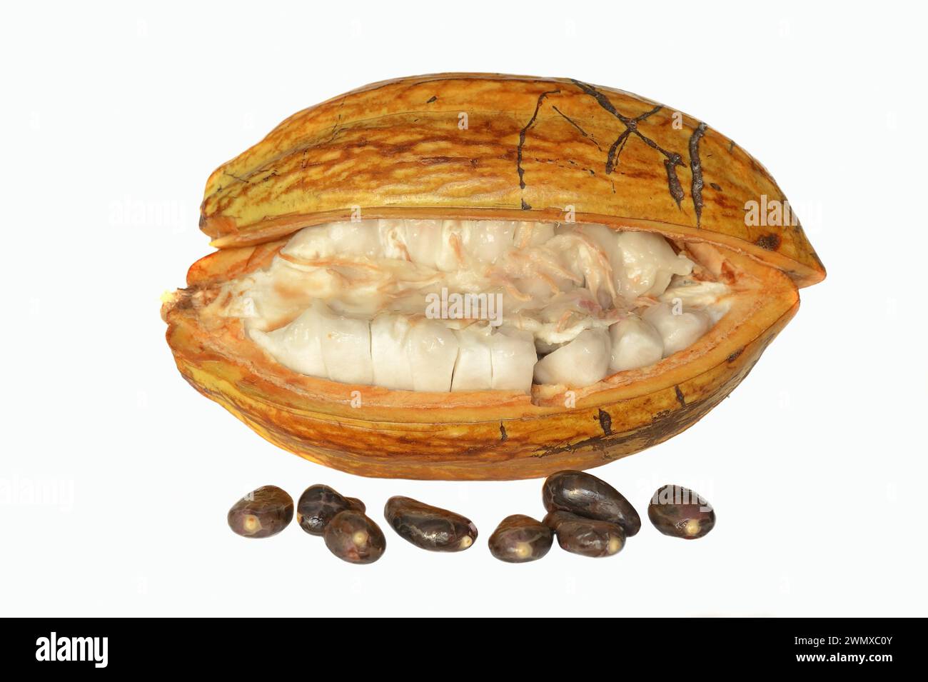 Cocoa tree (Theobroma cacao), halved cocoa fruit with pulp and cocoa ...