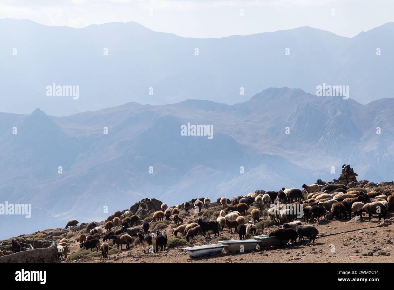 Flock of sheep in the Iranian mountains, Iran Stock Photo - Alamy