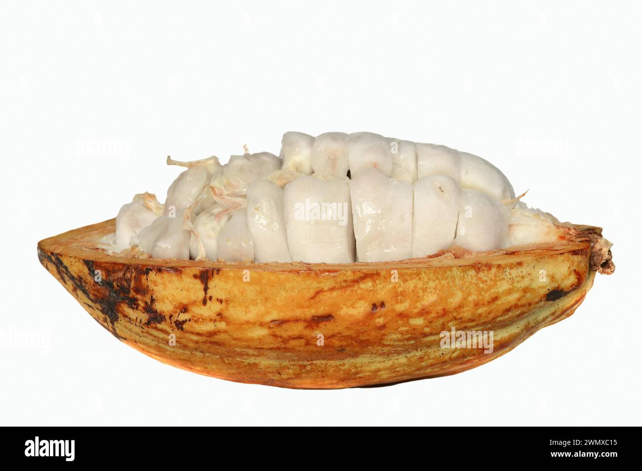 Cocoa tree (Theobroma cacao), halved cocoa fruit with pulp Stock Photo ...