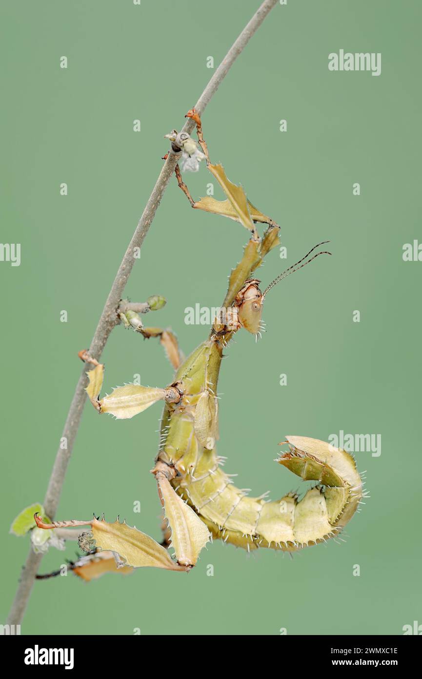 Giant prickly stick insect (Extatosoma tiaratum), female, captive ...