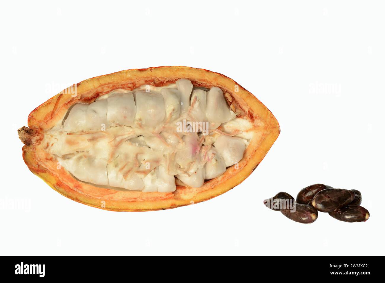 Cocoa tree (Theobroma cacao), halved cocoa fruit with pulp and cocoa ...