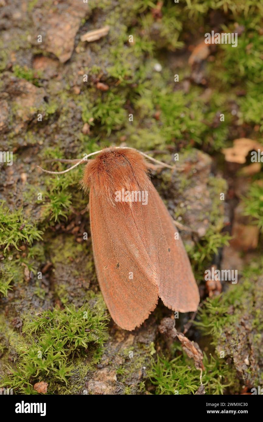 Cinnamon bear or ruby tiger (Phragmatobia fuliginosa), North Rhine ...